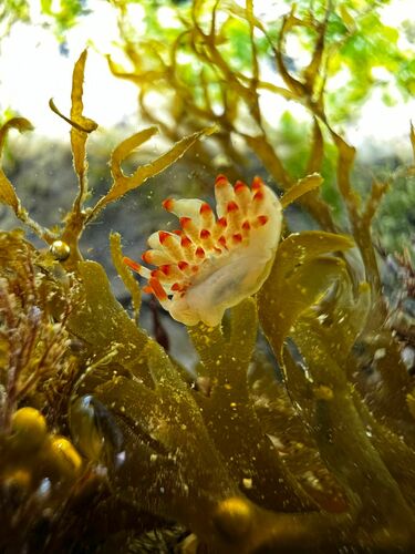 Observations by maria_riccardi · iNaturalist