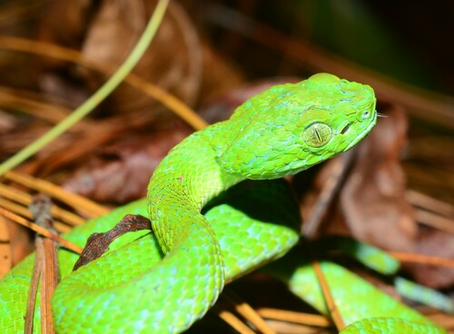 March's Palm Pit Viper (Bothriechis marchi) - Snakes and Lizards
