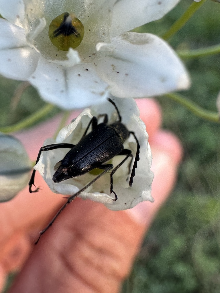 Dimorphic Flower Longhorn Beetle from Tehama, California, United States ...