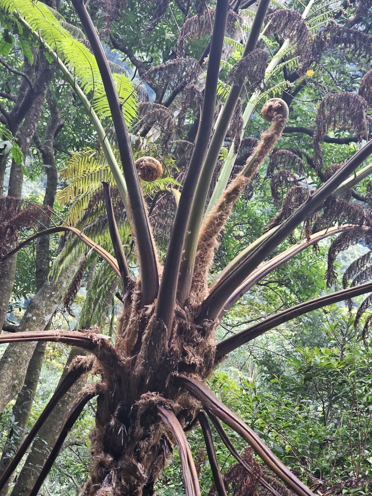 Flying Spider Monkey Tree Fern from 313台灣新竹縣新竹縣尖石鄉新樂村水田199之1號水田林道 on ...