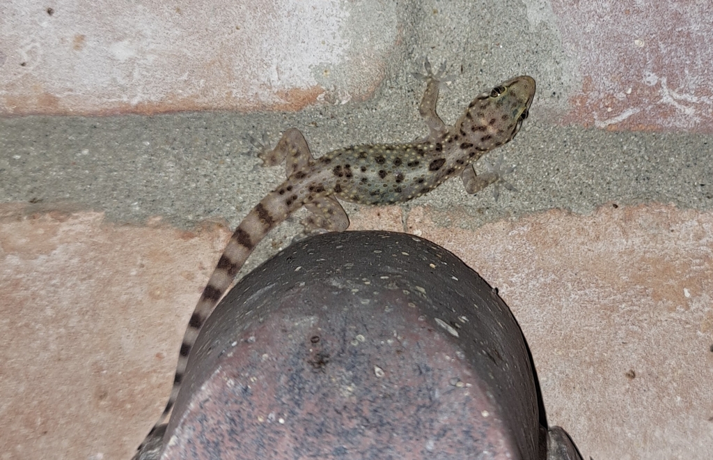 Mediterranean House Gecko from Nueces County, US-TX, US on September 21 ...