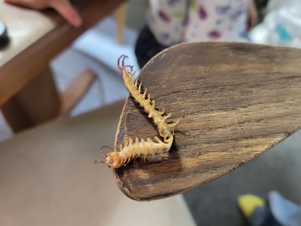 Chinese Red-headed Centipede from Nishikyo Ward, Kyoto, Japan on May 13 ...