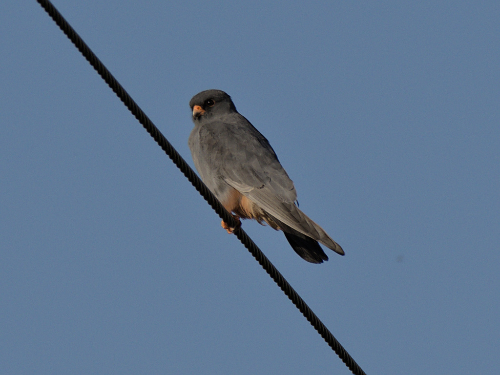 Red-footed Falcon in May 2023 by birdwatcher · iNaturalist