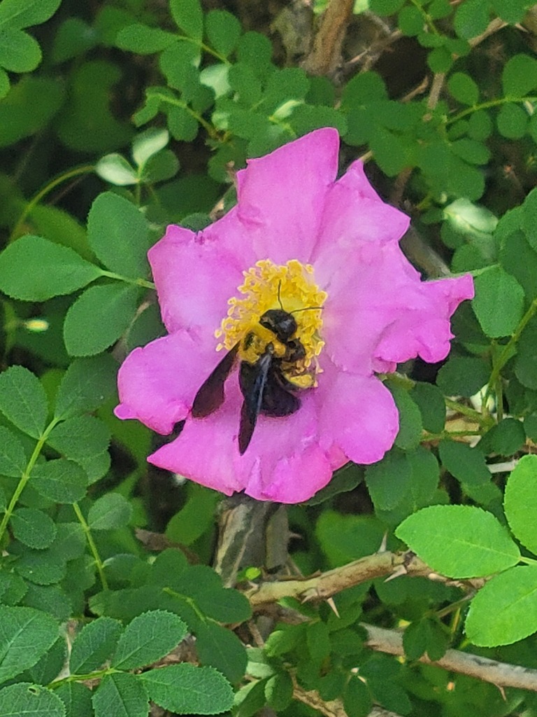 Japanese Carpenter Bee from Sakyo Ward, Kyoto, Japan on May 17, 2023 at ...
