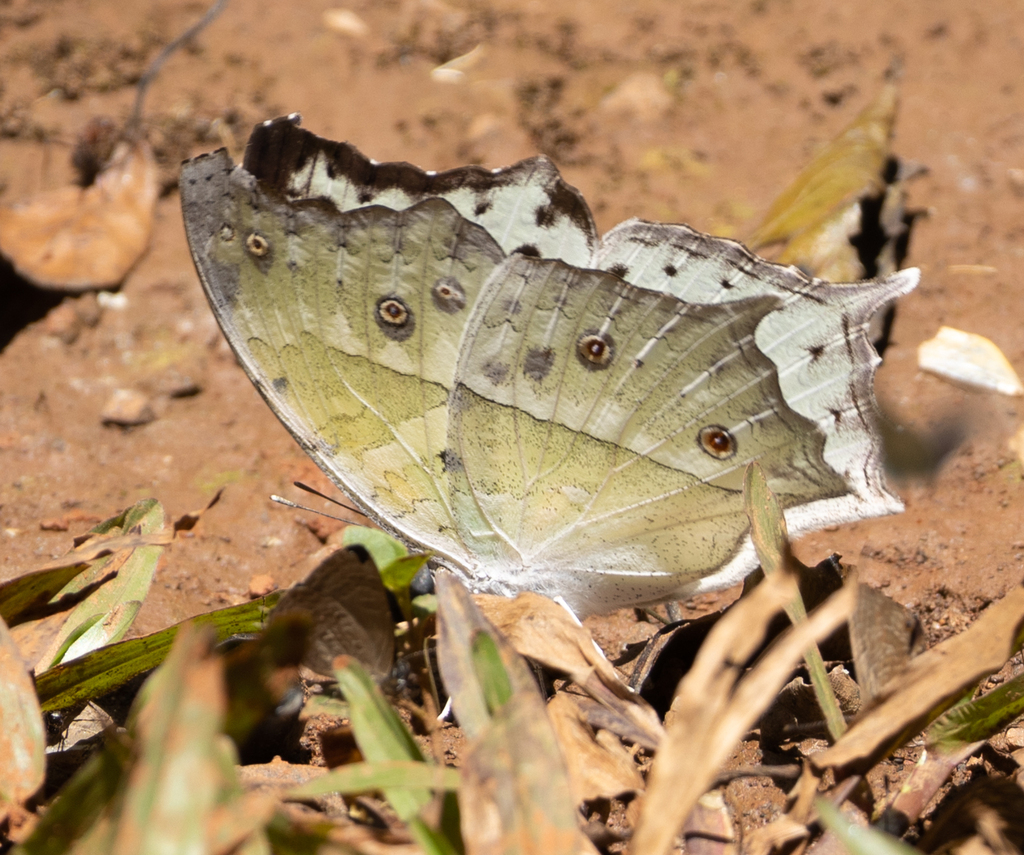 Common Mother-of-Pearl from Shinyalu, Kenya on September 4, 2023 at 11: ...