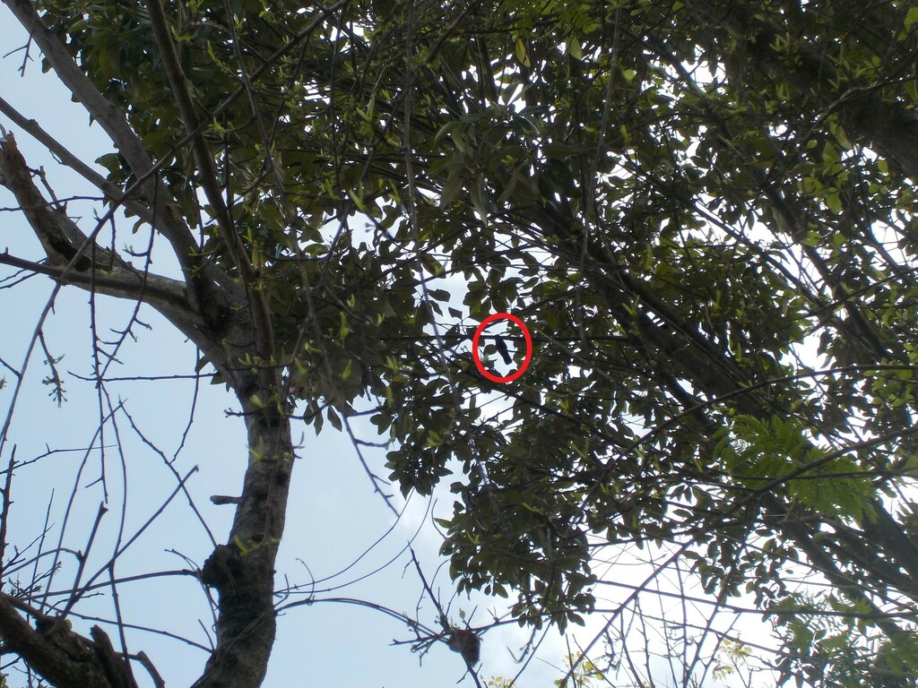 Antillean Crested Hummingbird from Saint Martin on May 15, 2017 at 09: ...