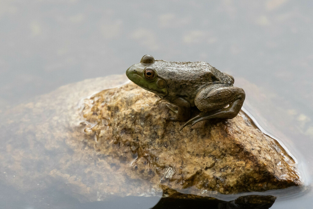 American Bullfrog from Pima County, AZ, USA on August 14, 2023 at 11:38 ...