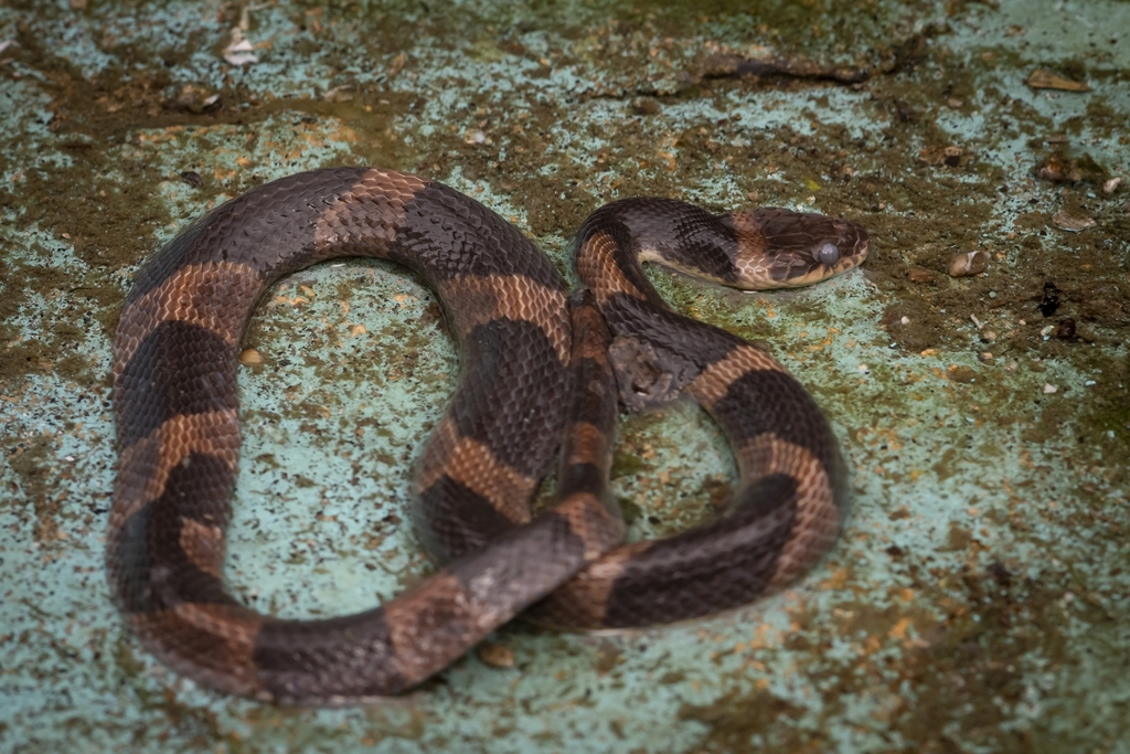 Splendid Cat-eyed Snake from Col El Cerrito, 60760 Parácuaro, Mich ...