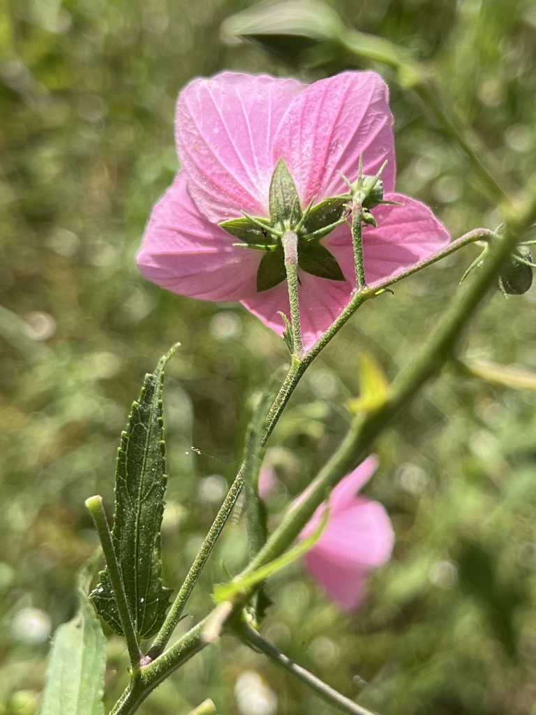 Saltmarsh mallow (Magnolia Plantation and Gardens Wildlife Guide ...