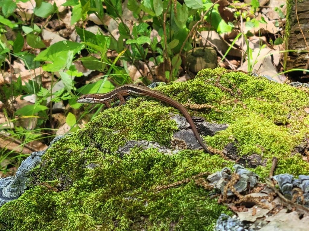 Japanese Grass Lizard from Sakyo Ward, Kyoto, Japan on May 17, 2023 at ...