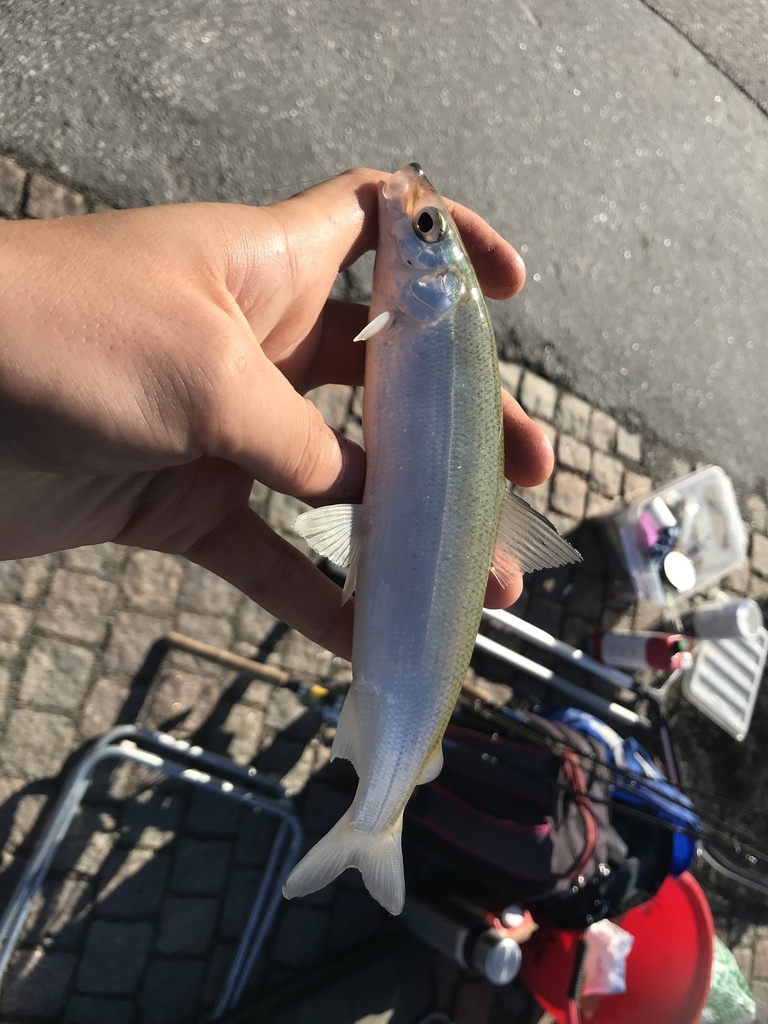 Maraena Whitefish in October 2018 by robinkan · iNaturalist