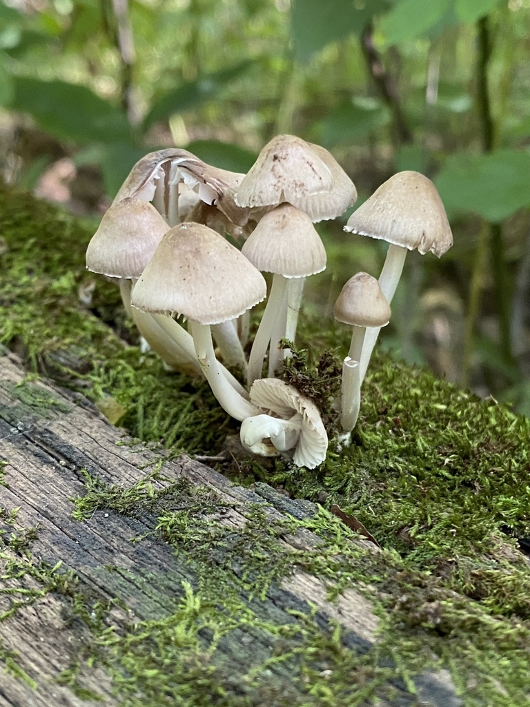 common bonnet from Colton Rd, Windham, OH, US on September 22, 2023 at ...