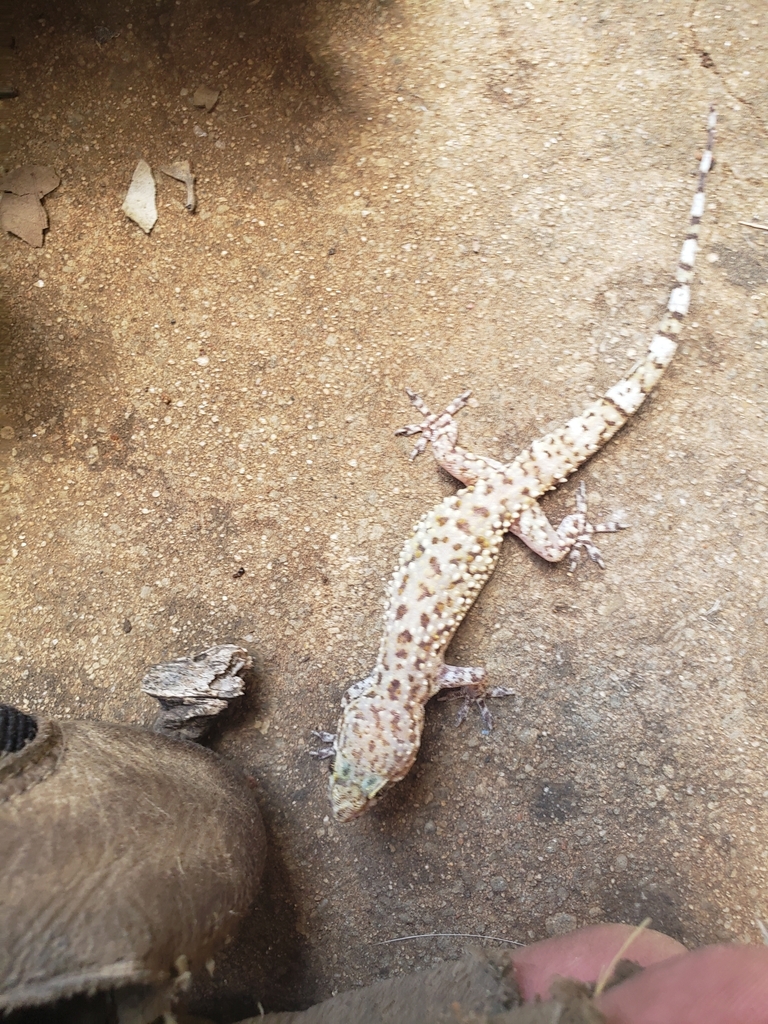 Mediterranean House Gecko from FAIR OAKS, TX 78006, USA on September 22 ...