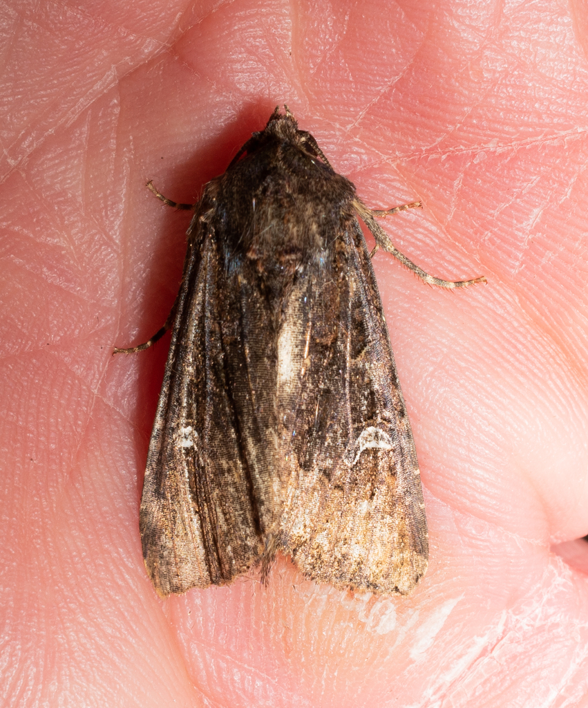 Kidney-spotted Rustic Moth from Val-d'Or, QC, Canada on September 22 ...