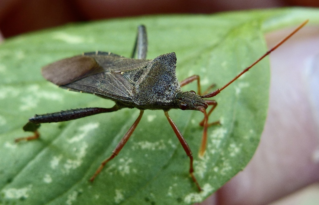 Magnolia Leaf-footed Bug from Balgriffin, Dublin, OH 43016, USA on ...