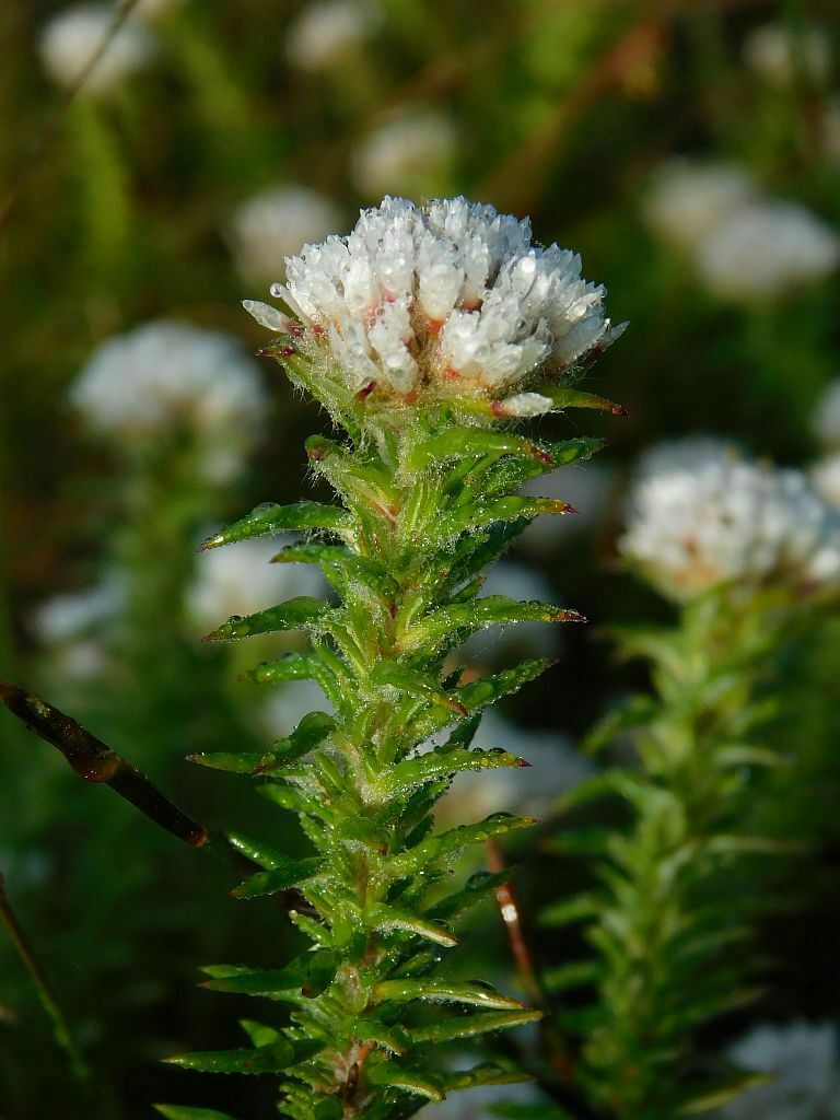Blombushes from Loerkop Greyton, 7233, South Africa on August 31, 2023 ...