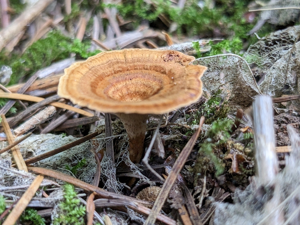 Brown Funnel Polypore from Clark County, US-WA, US on September 12 ...