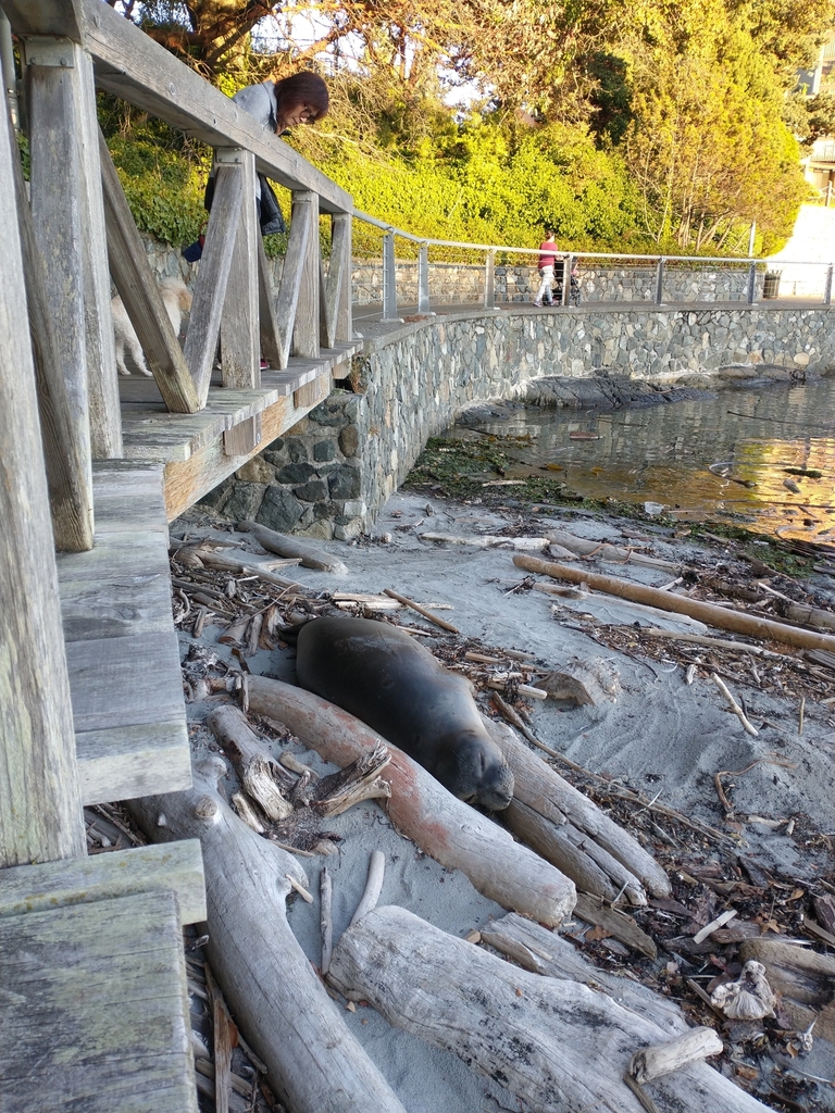 Northern Elephant Seal from Victoria, BC V9A 3L5, Canada on September ...