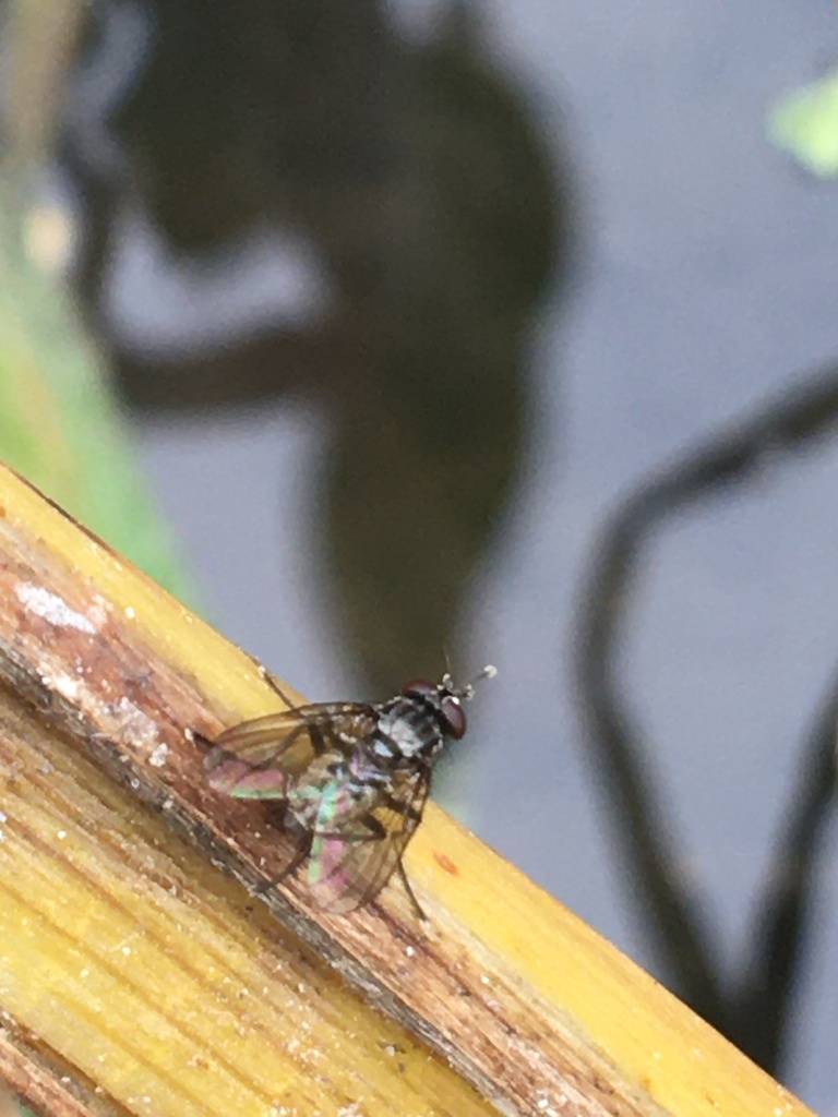Muscoid Flies from Scott County, MN, USA on September 22, 2023 at 10:15 ...