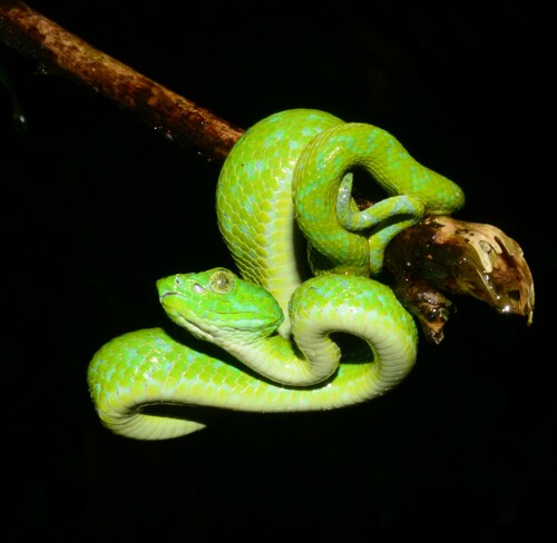 March's Palm Pit Viper (Bothriechis marchi) - Snakes and Lizards