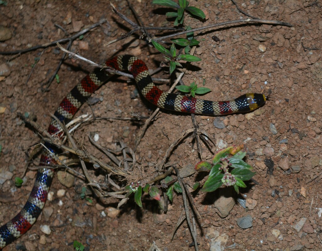 Micrurus diastema apiatus from San Pedro Sula, Honduras on July 5, 2023 ...