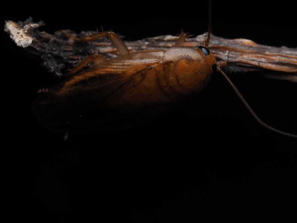 Giant and Wood Cockroaches from Pedernales, República Dominicana on ...