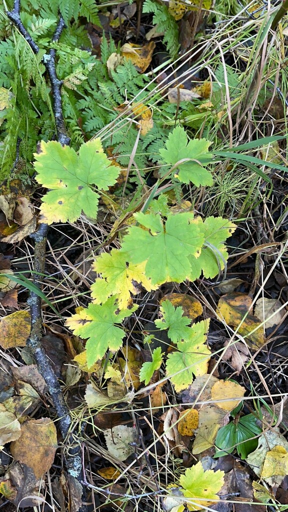 skunk currant from Sand Lake, Anchorage, AK, USA on September 21, 2023 ...