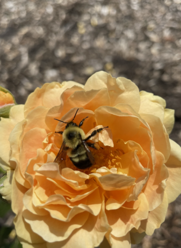 Observations by agolemis17 · iNaturalist