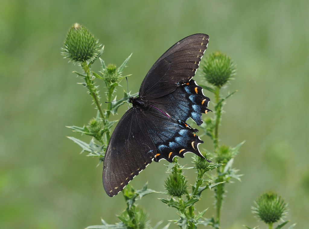 Eastern Tiger Swallowtail (Butterflies of North Park) · iNaturalist