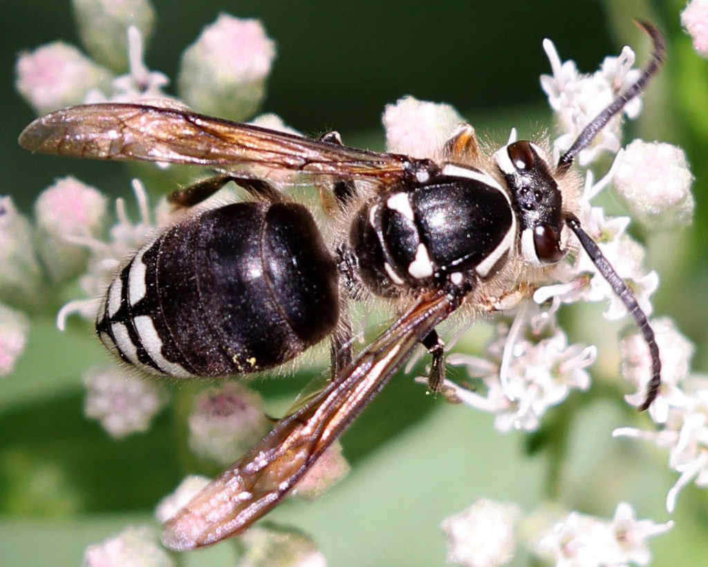 Bald-faced Hornet from Shepard Settlement, Onondaga County, NY, USA on ...