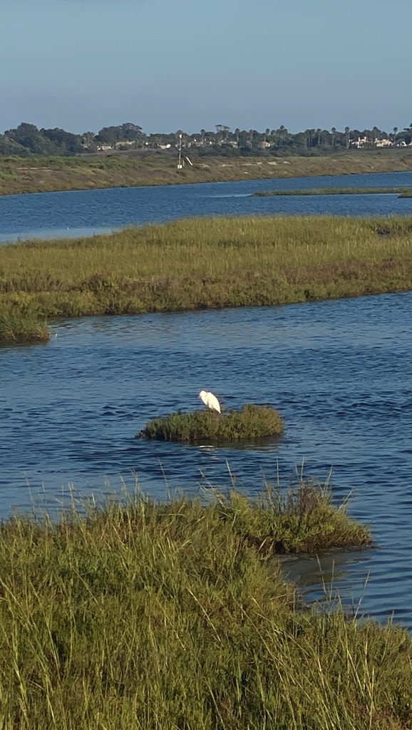 Snowy Egret from Orange County, CA, USA on September 19, 2023 at 05:26 ...