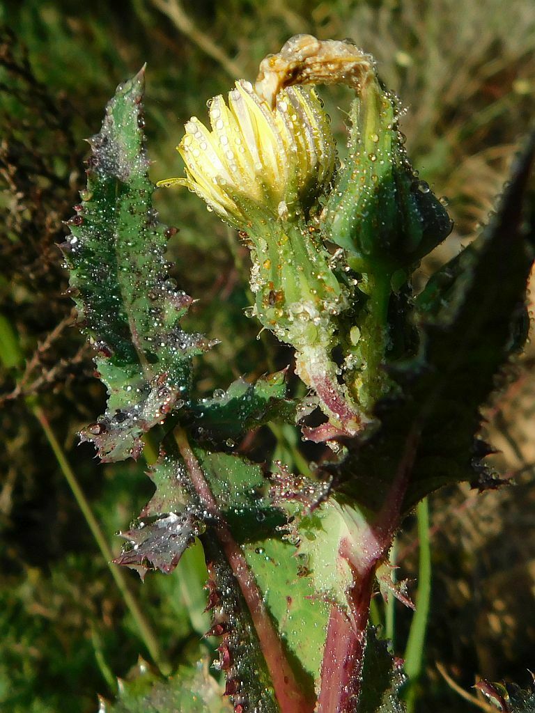 Common Sow-thistle from Loerkop Greyton, 7233, South Africa on August ...