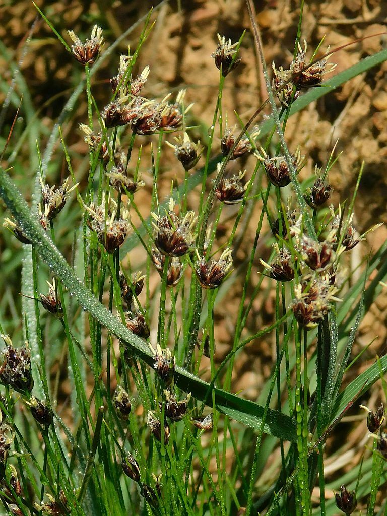 Star Grasses from Loerkop Greyton, 7233, South Africa on August 31, 2023 at 08:50 AM by Klaus ...