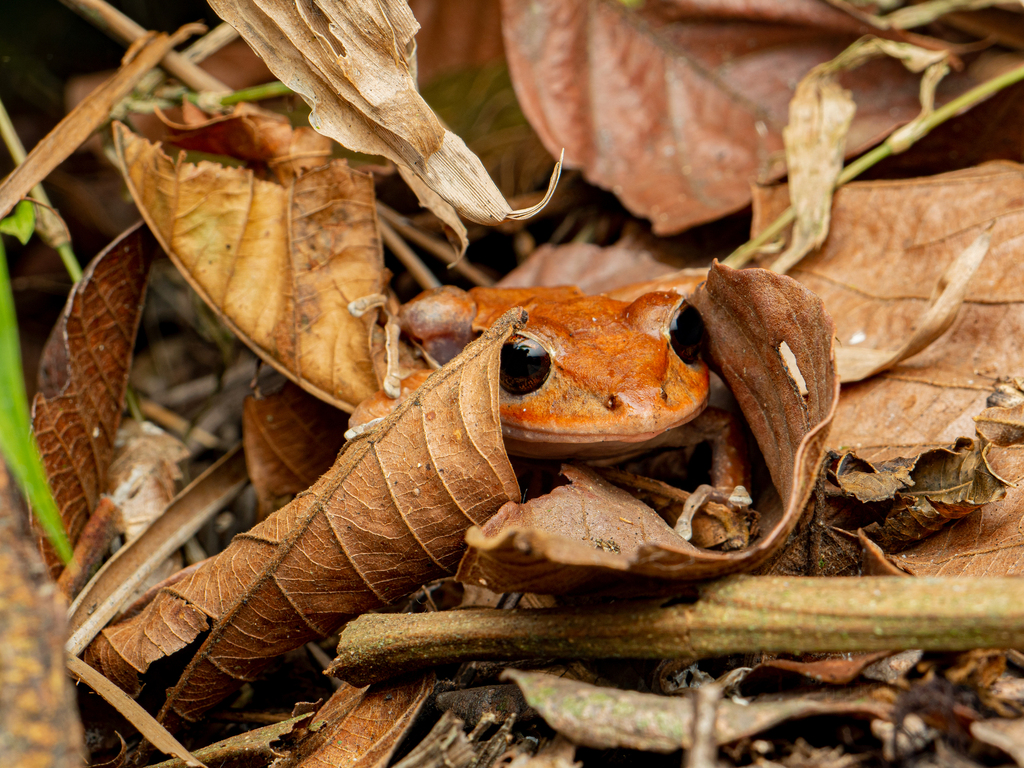 Hispaniolan Giant Frog from Cotui, República Dominicana on June 22 ...