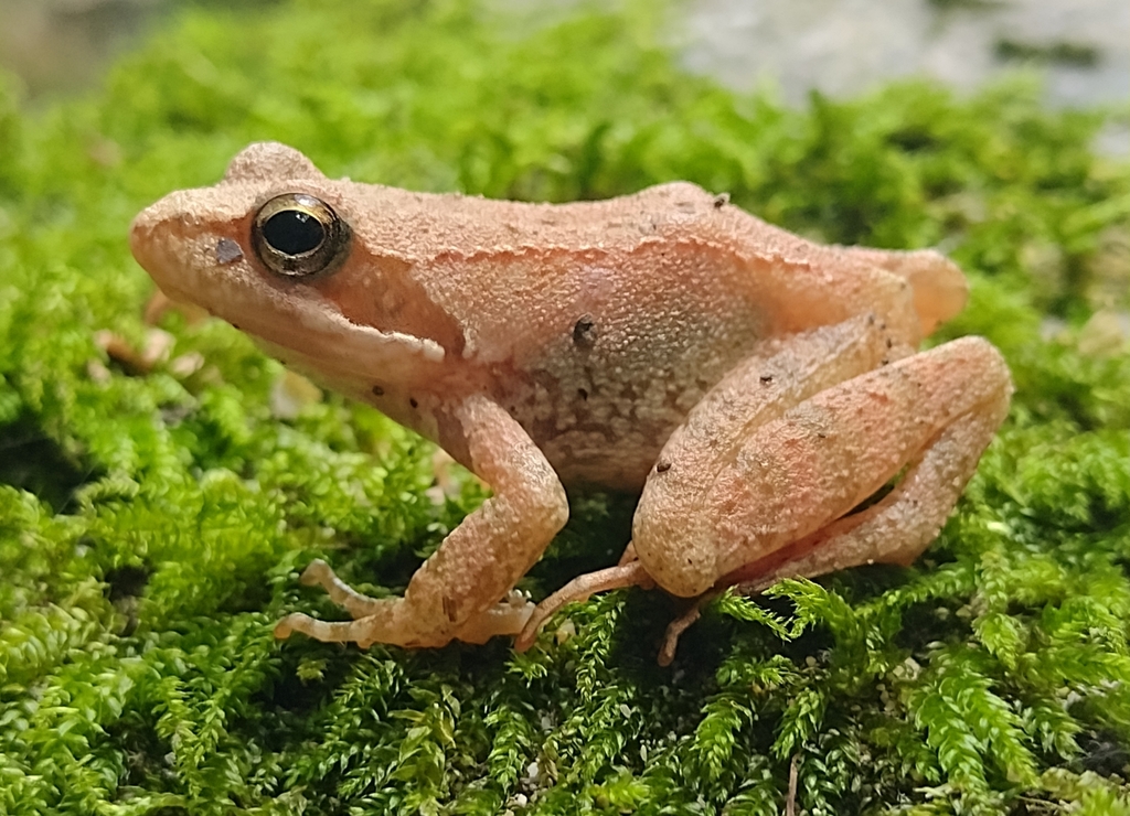 Italian Stream Frog in September 2023 by Francisilmuloparlante ...