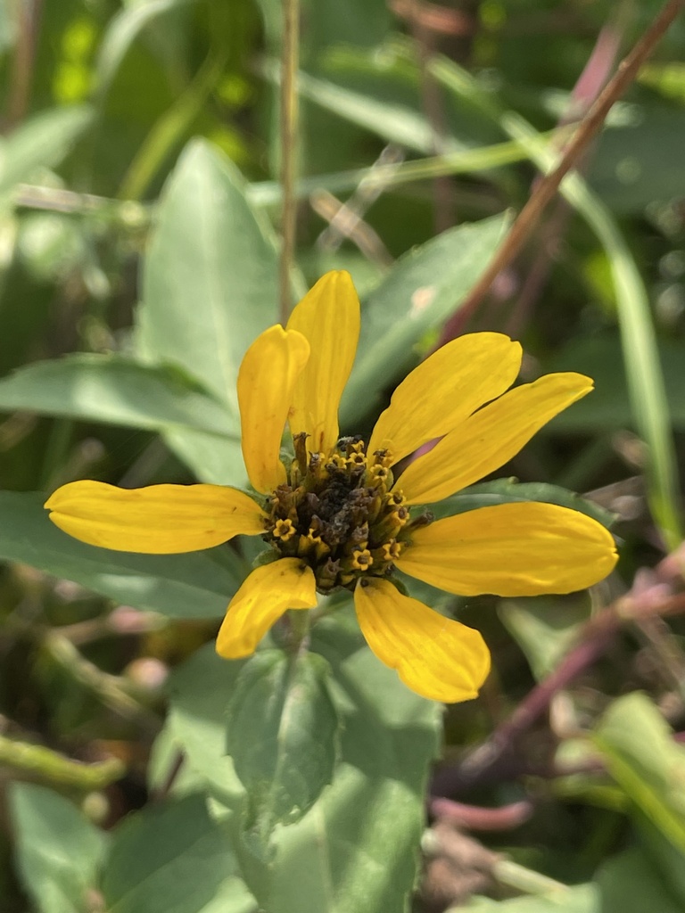 false sunflower from Lincoln Park, Chicago, IL, US on September 22 ...