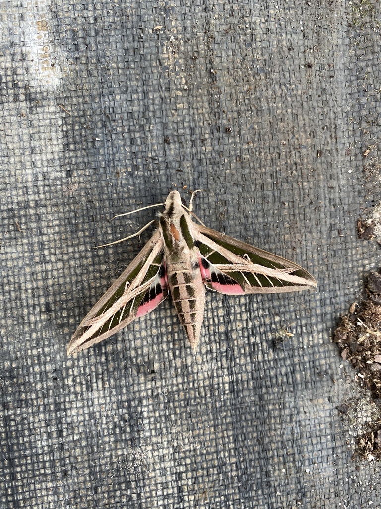 Banded Sphinx from NC-903, Greenville, NC, US on September 22, 2023 at ...