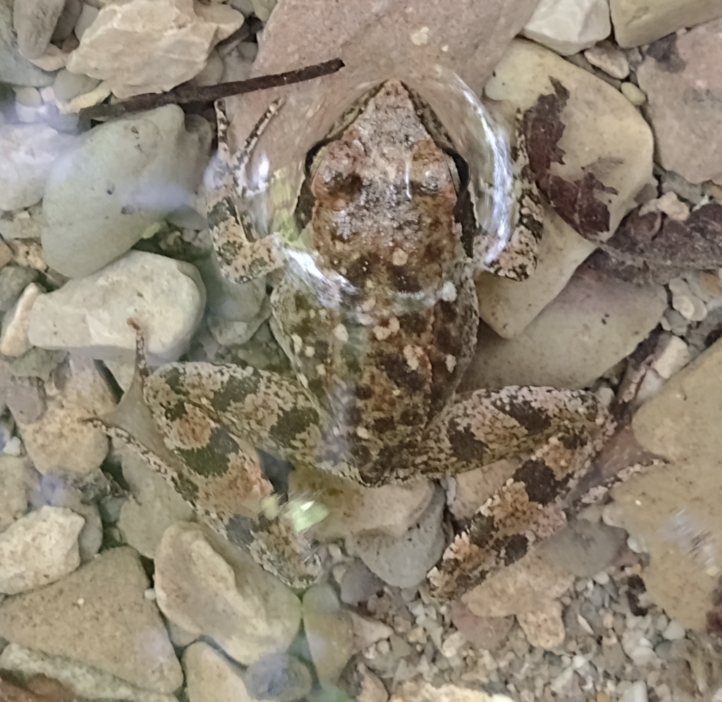 Italian Stream Frog in September 2023 by Francisilmuloparlante ...