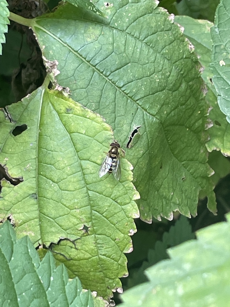 Brachyceran Flies from Crosby Farm Regional Park, Saint Paul, MN, US on ...
