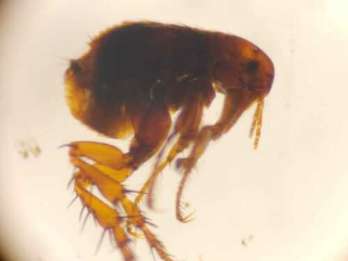 Pulga (Pulex simulans)
