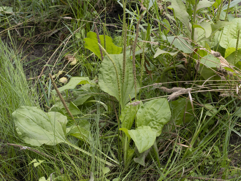 greater plantain from San Carlos, San Diego, CA, USA on September 21 ...