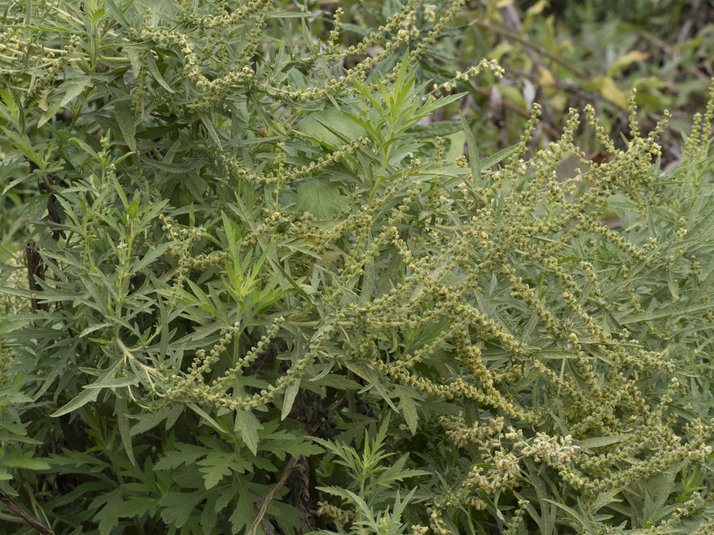 western ragweed from San Carlos, San Diego, CA, USA on September 21 ...