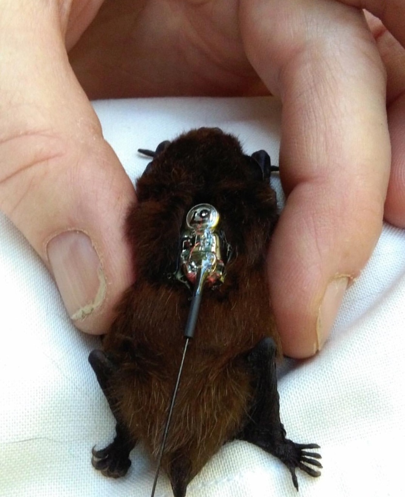 Long-tailed Wattled Bat from 7194, Rai Valley, Marlborough, NZ on ...