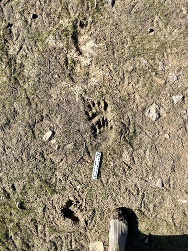 Black Bear Tracks – NatureTracking