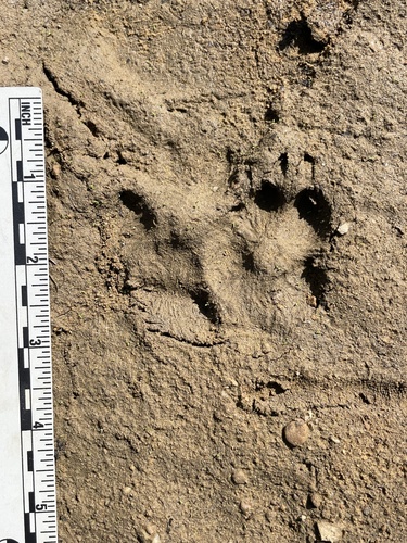 iNaturalist Tracking Database – NatureTracking