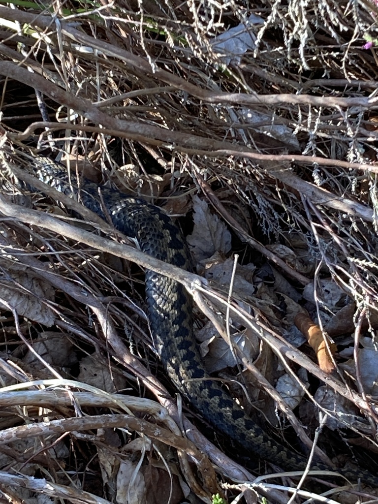 Adder from Allerthorpe, York, England, GB on August 29, 2023 at 05:50 ...