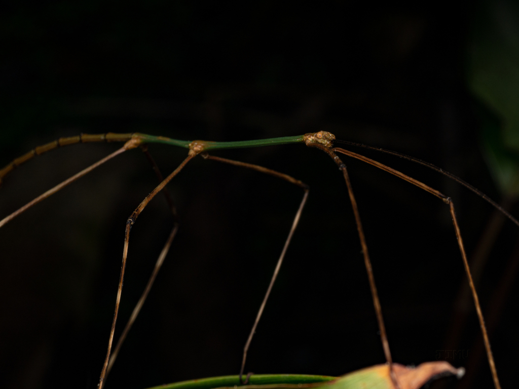 Stick Insects from Heredia, Sarapiquí, Costa Rica on July 11, 2023 at ...