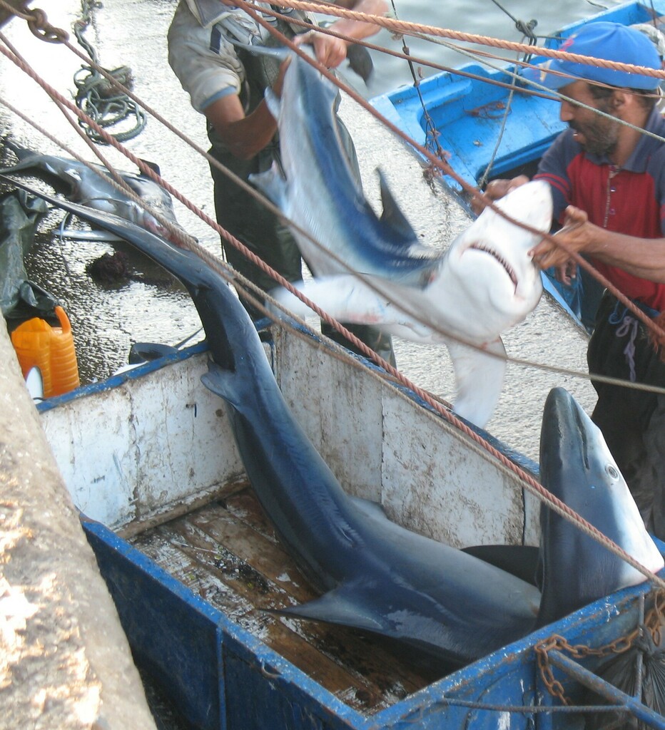 Blue Shark from Essaouira, Marokko on October 17, 2009 at 06:09 PM by ...