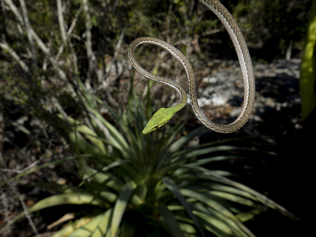 Island Pointed Snake in January 2023 by Judá Isaí Martínez Uribe ...