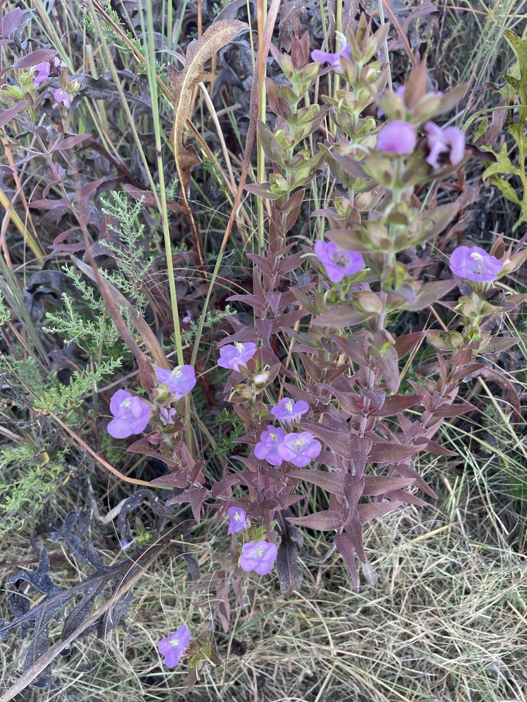 earleaf false foxglove from Ozan, AR, US on September 19, 2023 at 07:40 ...